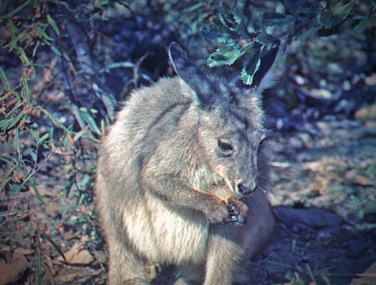 Escape The City - wallaby | National Film and Sound Archive of Australia