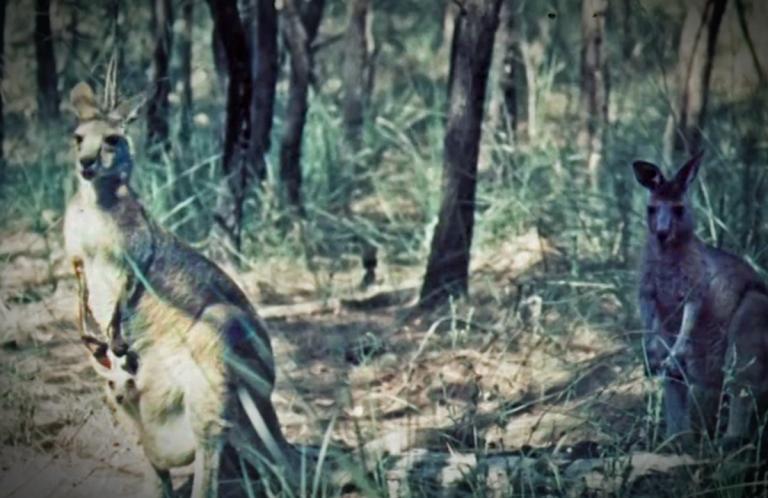 Queen in Australia - kangaroos | National Film and Sound Archive of ...