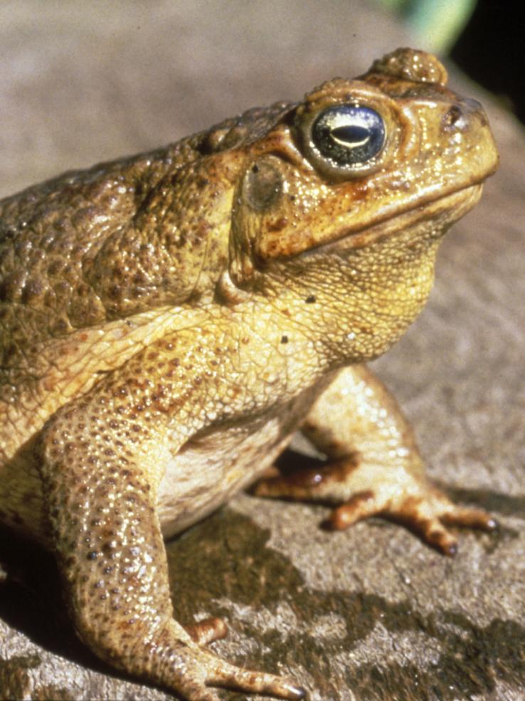 NFSA Player | National Film and Sound Archive of Australia